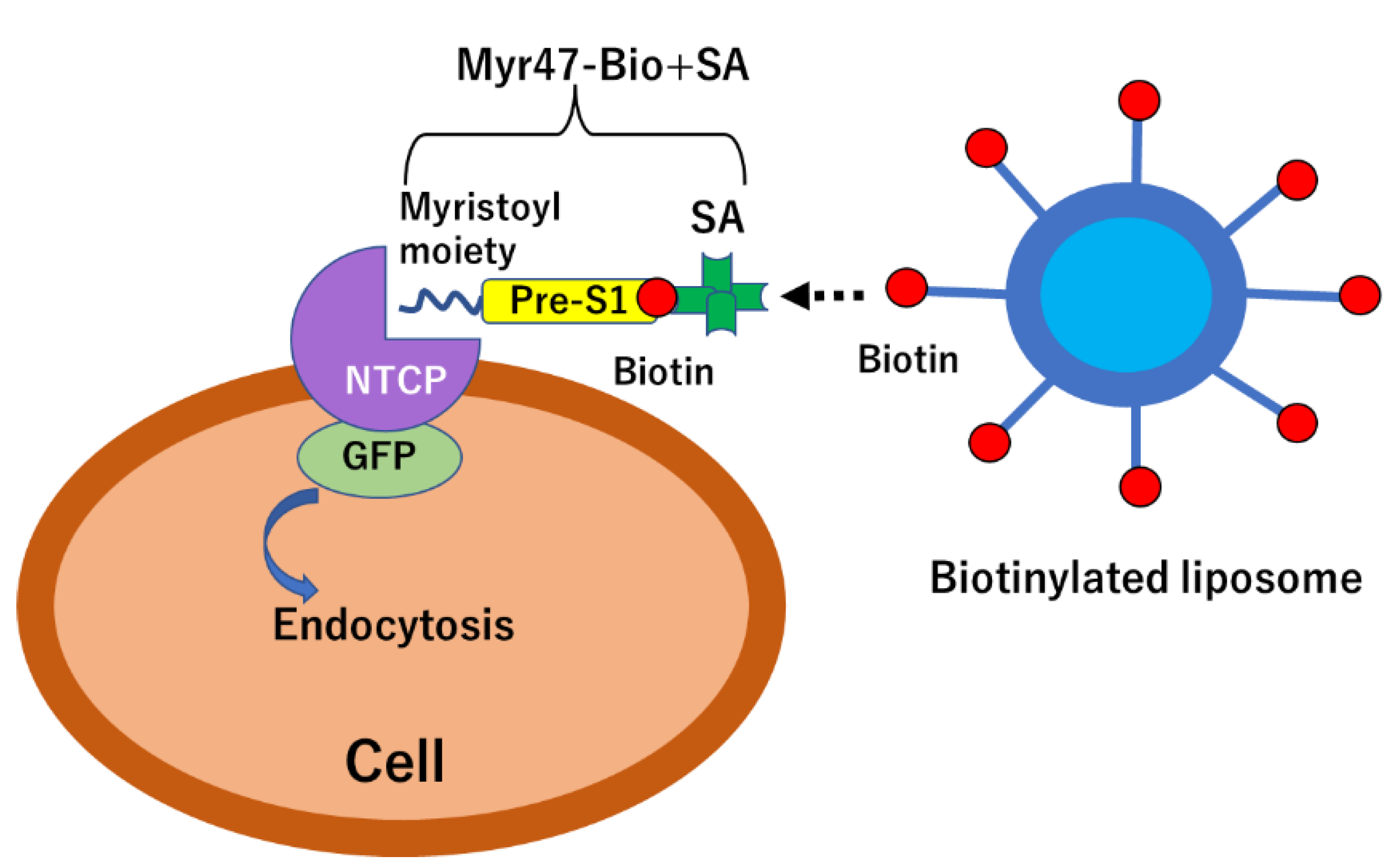 Specific Binding and Endocytosis of Liposomes to HEK293T Cells via Myrisoylated Pre-S1 Peptide ...