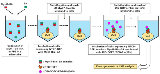 Specific Binding and Endocytosis of Liposomes to HEK293T Cells via Myrisoylated Pre-S1 Peptide ...