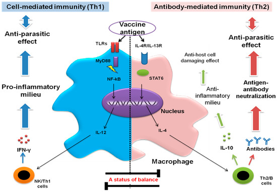 Exploiting the Macrophage Production of IL-12 in Improvement of Vaccine ...