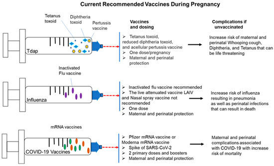 Vaccines | Free Full-Text | The COVID-19 Vaccine and Pregnant Minority ...