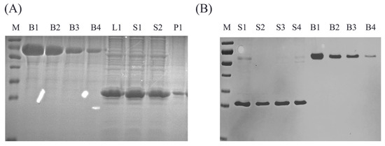 A Sandwich ELISA for Quality Control of PCV2 Virus-like Particles Vaccine