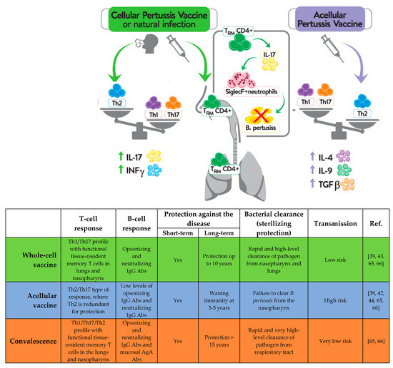 Evaluation of Whole-Cell and Acellular Pertussis Vaccines in the ...