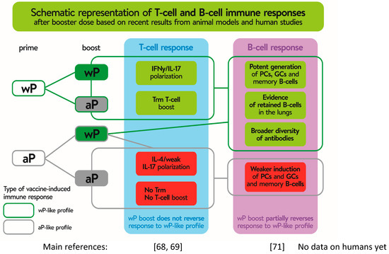 Vaccines | Free Full-Text | Evaluation of Whole-Cell and Acellular ...
