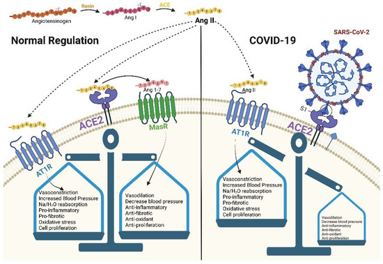 Vaccines | Free Full-Text | A Closer Look at ACE2 Signaling Pathway and ...