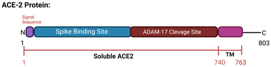 Vaccines | Free Full-Text | A Closer Look at ACE2 Signaling Pathway and ...