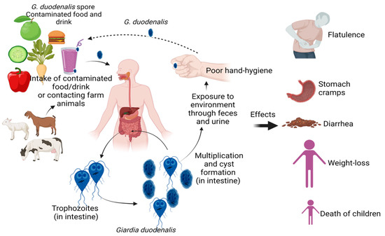 Giardia In Humans
