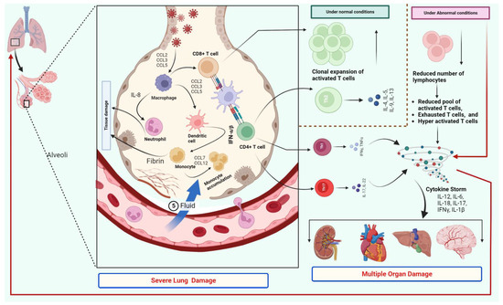 Updated Insights into the T Cell-Mediated Immune Response against SARS ...