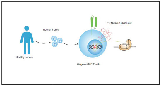 CAR T-Cell Immunotherapy Treating T-ALL: Challenges and Opportunities
