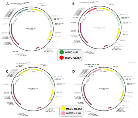 Targeted Protein-Specific Multi-Epitope-Based Vaccine Designing against ...