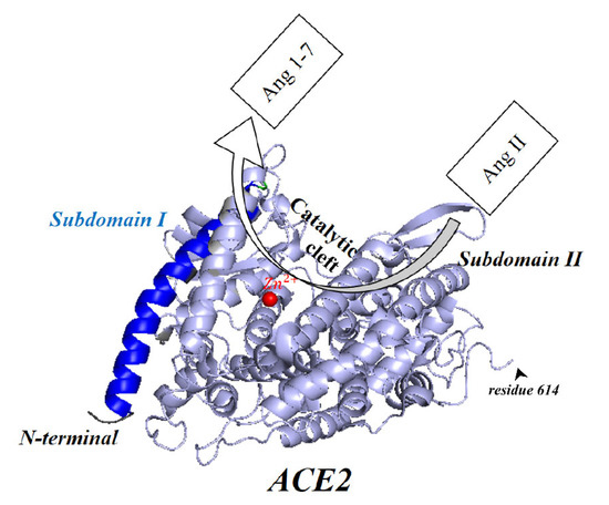 S Protein, ACE2 and Host Cell Proteases in SARS-CoV-2 Cell Entry and ...