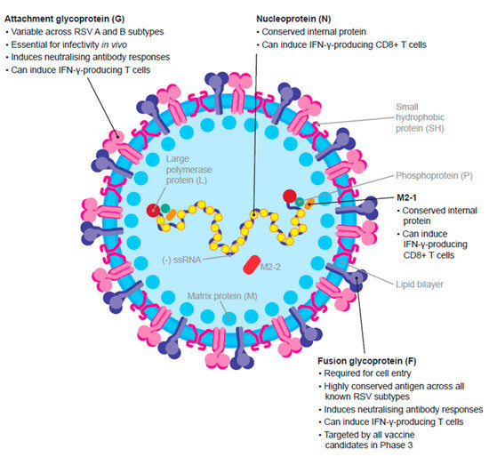 The Quest for a Respiratory Syncytial Virus Vaccine for Older Adults ...
