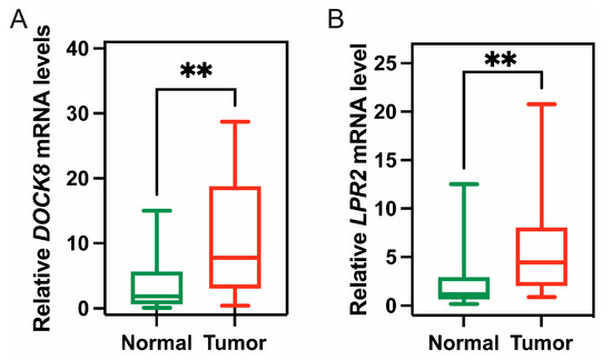 LRP2 and DOCK8 Are Potential Antigens for mRNA Vaccine Development in ...