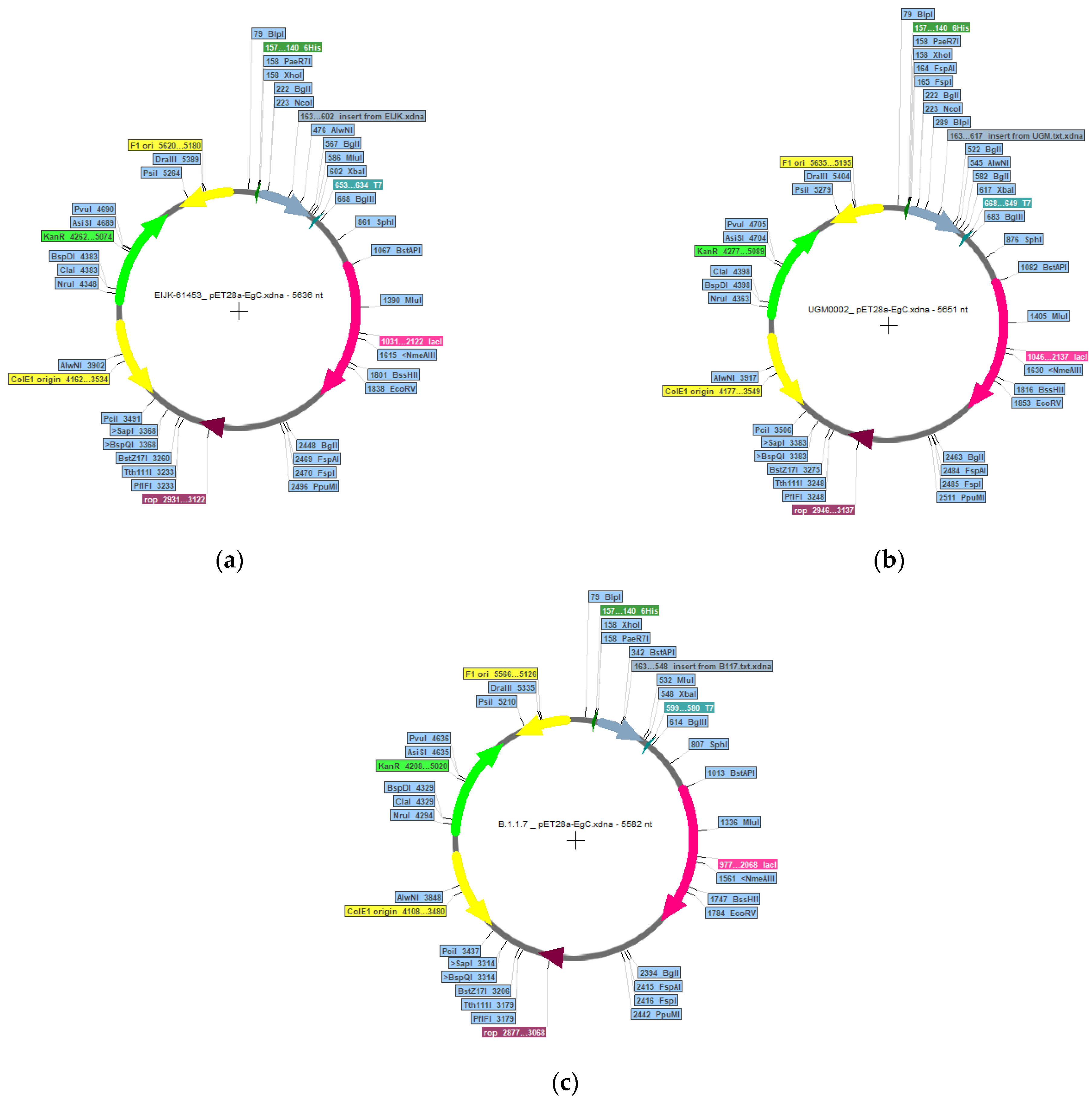 Vaccines | Free Full-Text | Immunoinformatics Study: Multi-Epitope Based Vaccine Design from ...