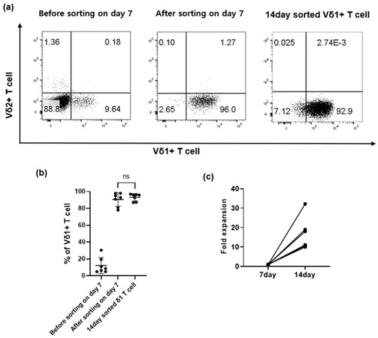 In Vitro Expansion of Vδ1+ T Cells from Cord Blood by Using Artificial ...