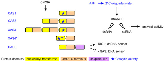 Differential Loss of OAS Genes Indicates Diversification of Antiviral ...