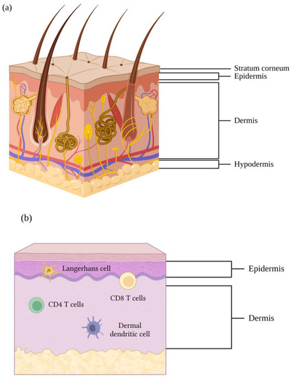 Skin-Based Vaccination: A Systematic Mapping Review of the Types of ...