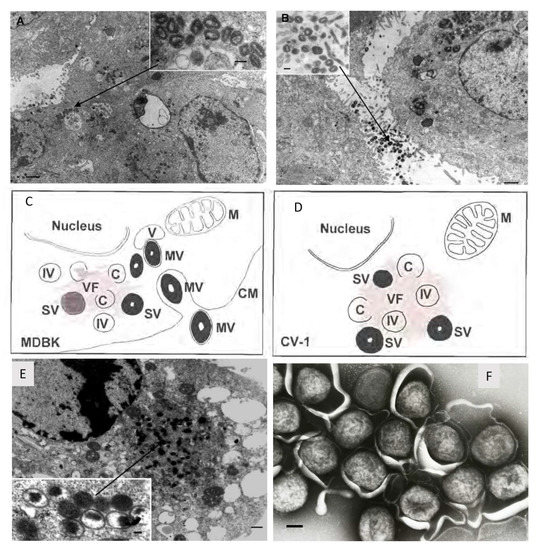 Lumpy Skin Disease—An Emerging Cattle Disease in Europe and Asia