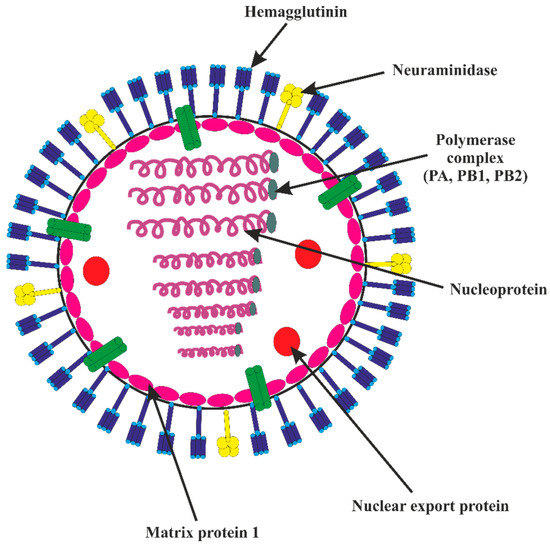 Immune Control of Avian Influenza Virus Infection and Its Vaccine ...
