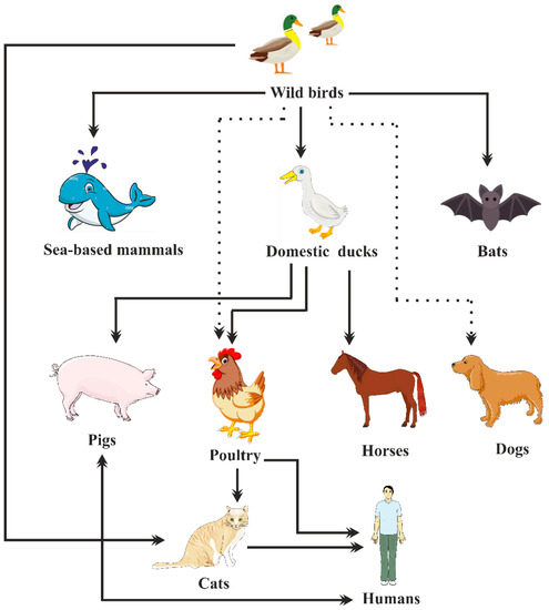 Immune Control of Avian Influenza Virus Infection and Its Vaccine ...