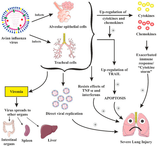 Immune Control of Avian Influenza Virus Infection and Its Vaccine ...