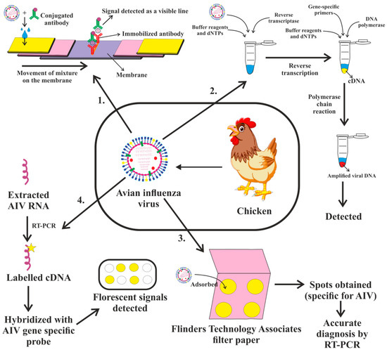 Immune Control of Avian Influenza Virus Infection and Its Vaccine ...