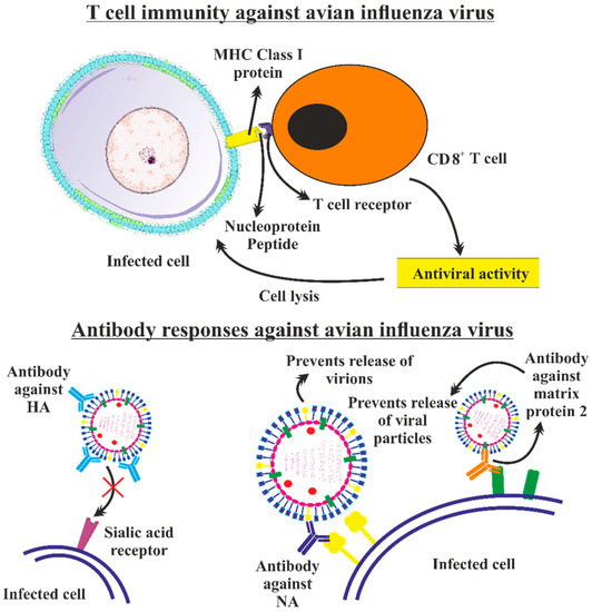 Immune Control of Avian Influenza Virus Infection and Its Vaccine ...