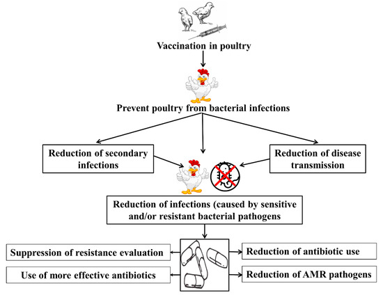 A Comprehensive Review on Bacterial Vaccines Combating Antimicrobial ...