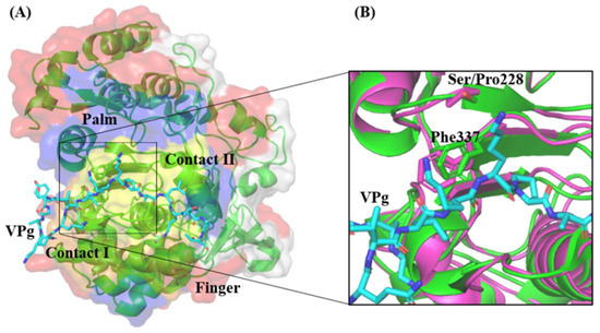 Vaccines | Free Full-Text | Insights into In Vitro Adaptation of EV71 ...