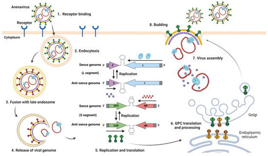 Vaccine Candidates against Arenavirus Infections