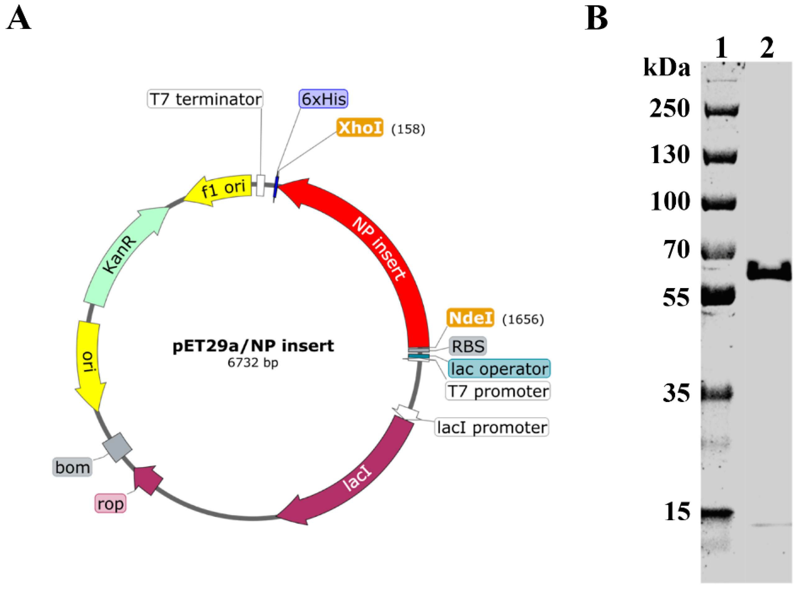 CpG 1018 Is an Effective Adjuvant for Influenza Nucleoprotein