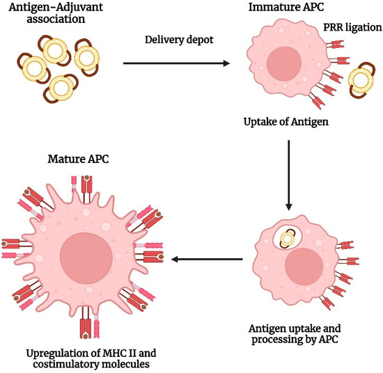 Emerging Trends in Lipid-Based Vaccine Delivery: A Special Focus on ...
