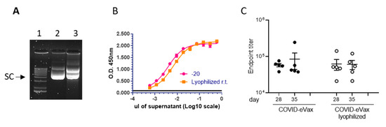 Immunogenicity of COVID-eVax Delivered by Electroporation Is Moderately ...