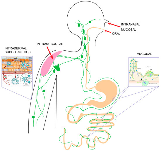 Vaccines | Free Full-Text | The Integrated Consideration of Vaccine ...