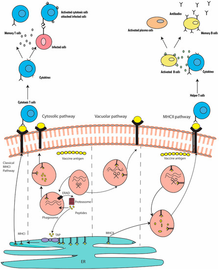 An In Silico Deep Learning Approach to Multi-Epitope Vaccine Design: A Hepatitis E Virus Case Study