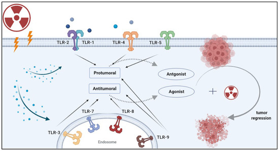 Toll-Like Receptors and the Response to Radiotherapy in Solid Tumors ...