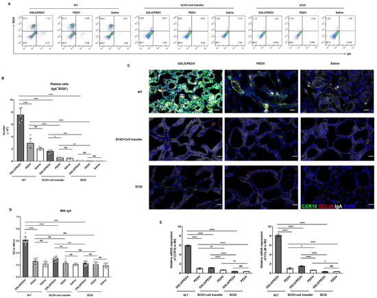 Early Oral Administration of Ginseng Stem-Leaf Saponins Enhances the ...