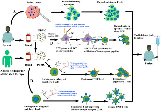 T Cell Based Immunotherapy for Cancer: Approaches and Strategies