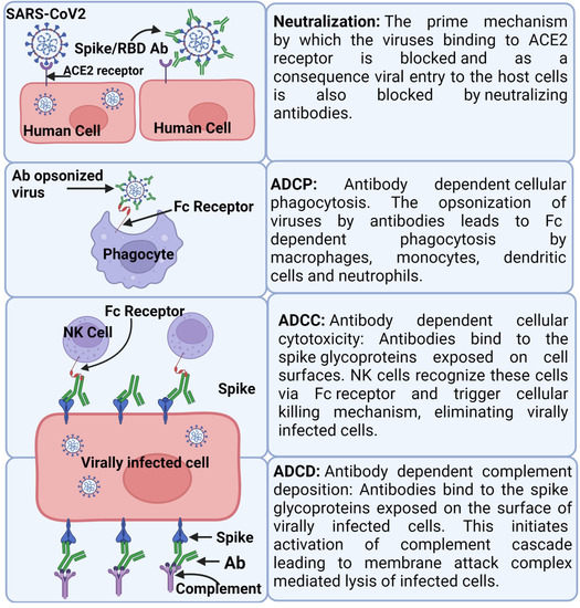 SARS-CoV-2: Immunity, Challenges with Current Vaccines, and a Novel ...