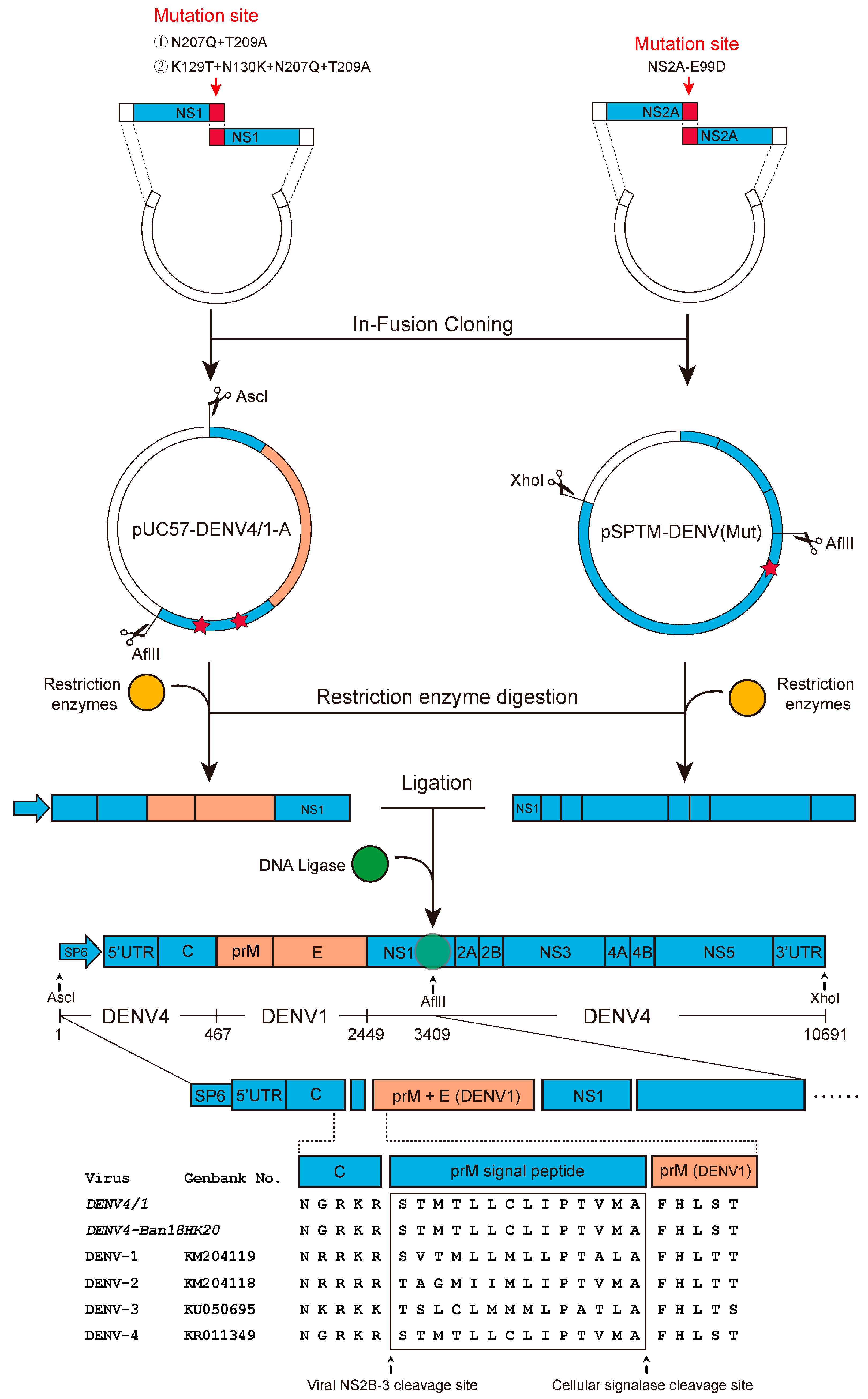 NS1 Protein N-Linked Glycosylation Site Affects the Virulence and Pathogenesis of Dengue Virus