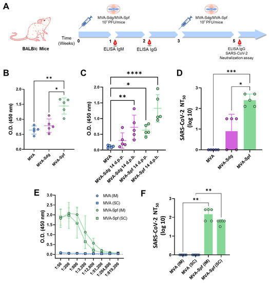 Vaccines | Free Full-Text | Vaccinia Virus Strain MVA Expressing a Prefusion-Stabilized SARS-CoV ...
