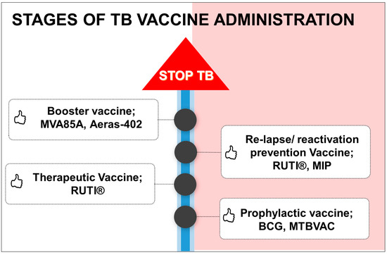 Vaccines against Tuberculosis: Where Are We Now?