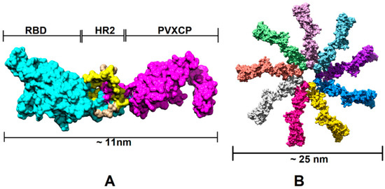 Design and Immunogenicity of SARS-CoV-2 DNA Vaccine Encoding RBD-PVXCP Fusion Protein