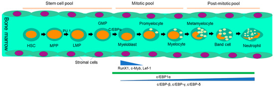 Neutrophils in Cancer and Potential Therapeutic Strategies Using ...