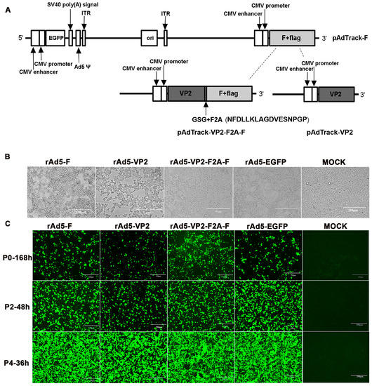 Construction and Evaluation of the Immunogenicity and Protective Efficacy of Recombinant ...