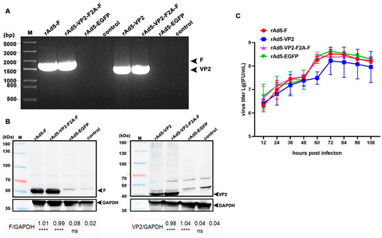 Construction and Evaluation of the Immunogenicity and Protective Efficacy of Recombinant ...