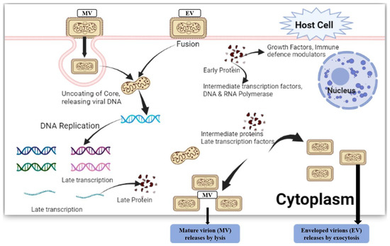 The Global Monkeypox (Mpox) Outbreak: A Comprehensive Review