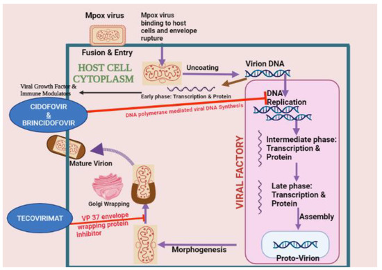 The Global Monkeypox (Mpox) Outbreak: A Comprehensive Review