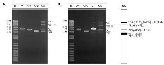 The Application of the Gibson Assembly Method in the Production of Two ...