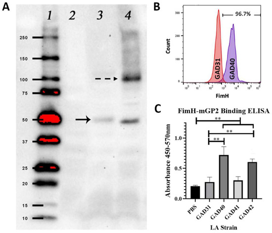 Expression of E. coli FimH Enhances Trafficking of an Orally Delivered ...
