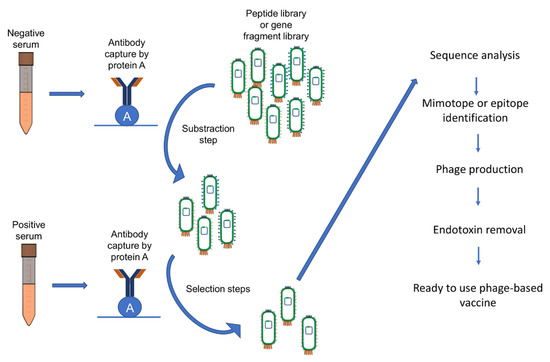 Epitopes and Mimotopes Identification Using Phage Display for Vaccine Development against ...